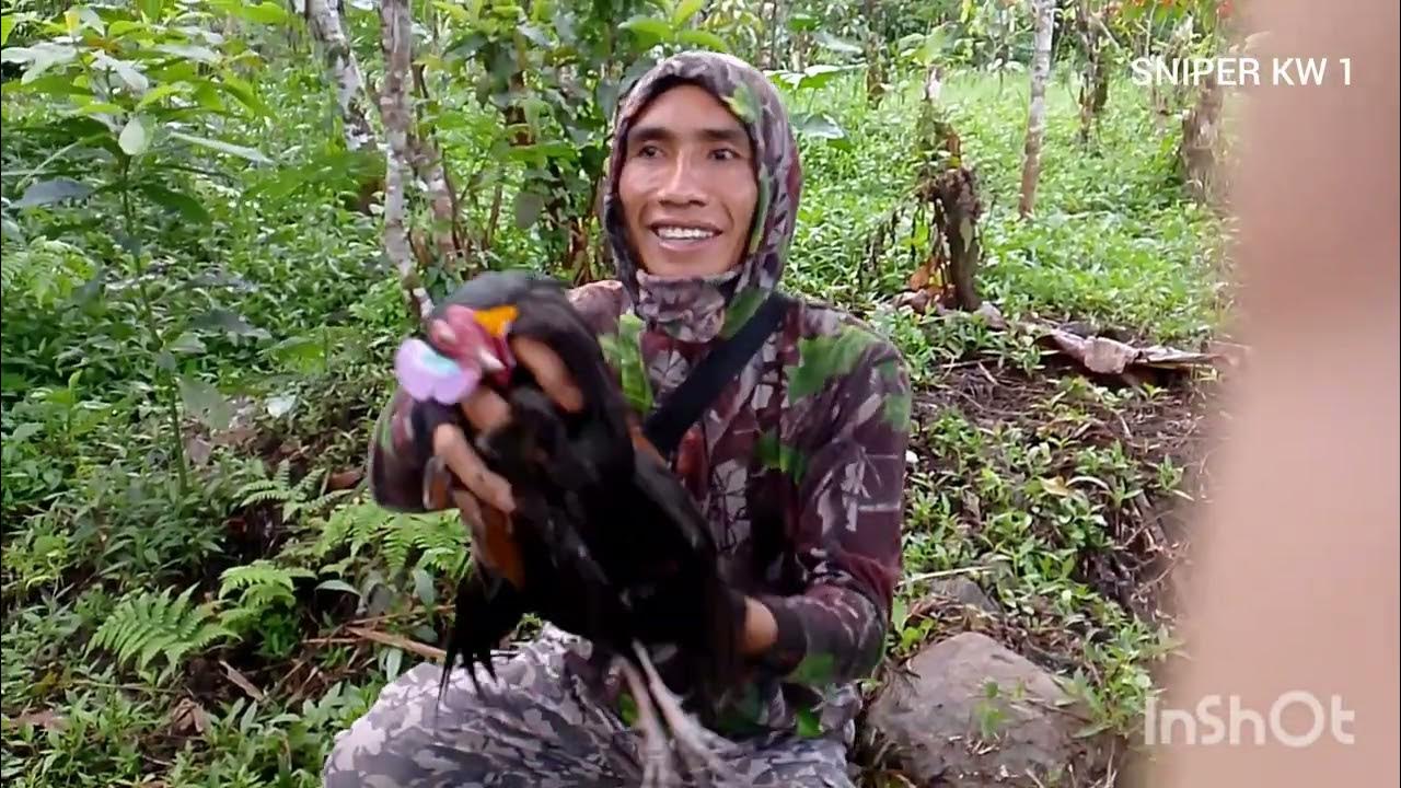 POIN JAGO GACOR # berburu ayam hutan,, - YouTube