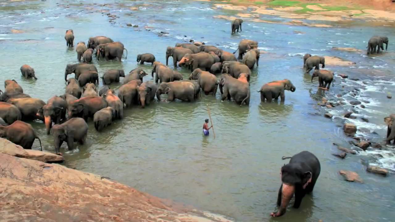 Pinnawala Elephant Orphanage - YouTube