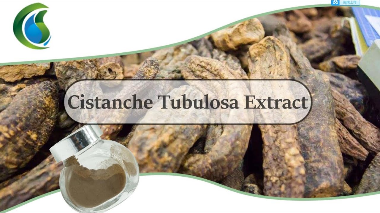 Factory supply 100% Natural Healthcare Herbal Cistanche deserticola ...