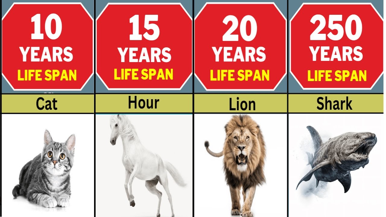 The Shortest and Longest Lifespans of Animals - Animals LifeSpan - YouTube