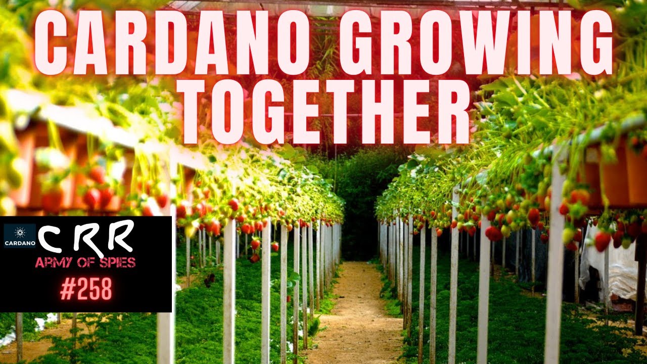 Cardano (ADA) Projects Growing Together | Cardano Rumor Rundown #258 ...