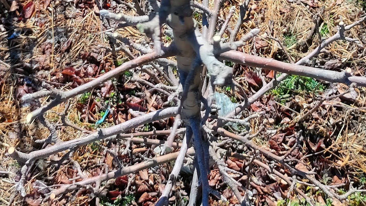 m111 rootstock on gala (canopy management) - YouTube