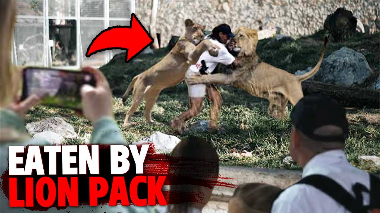 This Man Was Eaten By PACK OF LIONS After Jumping Into Enclosure! - YouTube