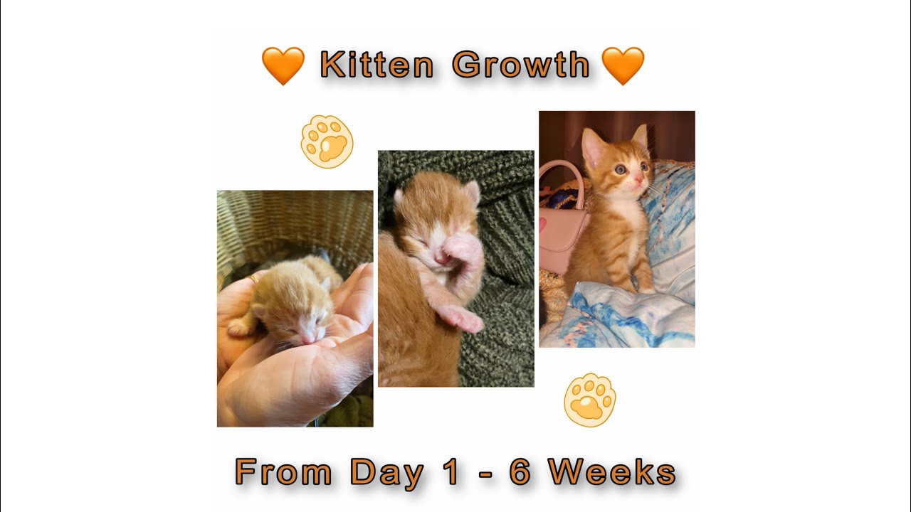 Kitten growth from 1 day - 6 weeks - Cute kitten growth from newborn ...