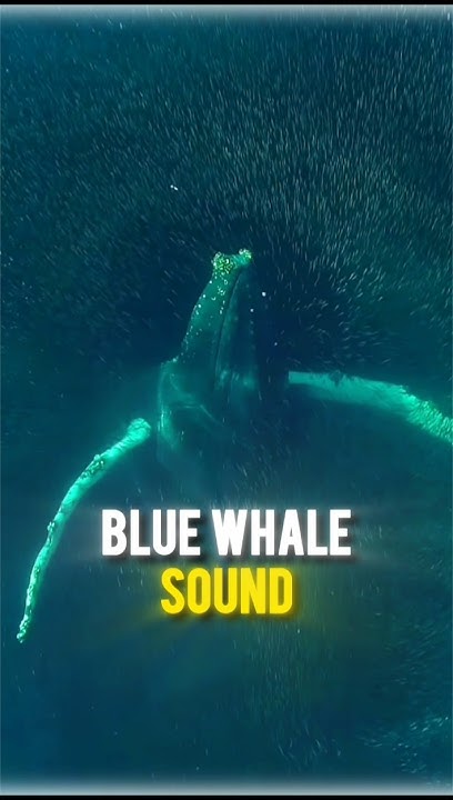 BLUE WHALE SOUND || BLUE WHALE #whale #sea #ocean #sound #viral #shorts ...