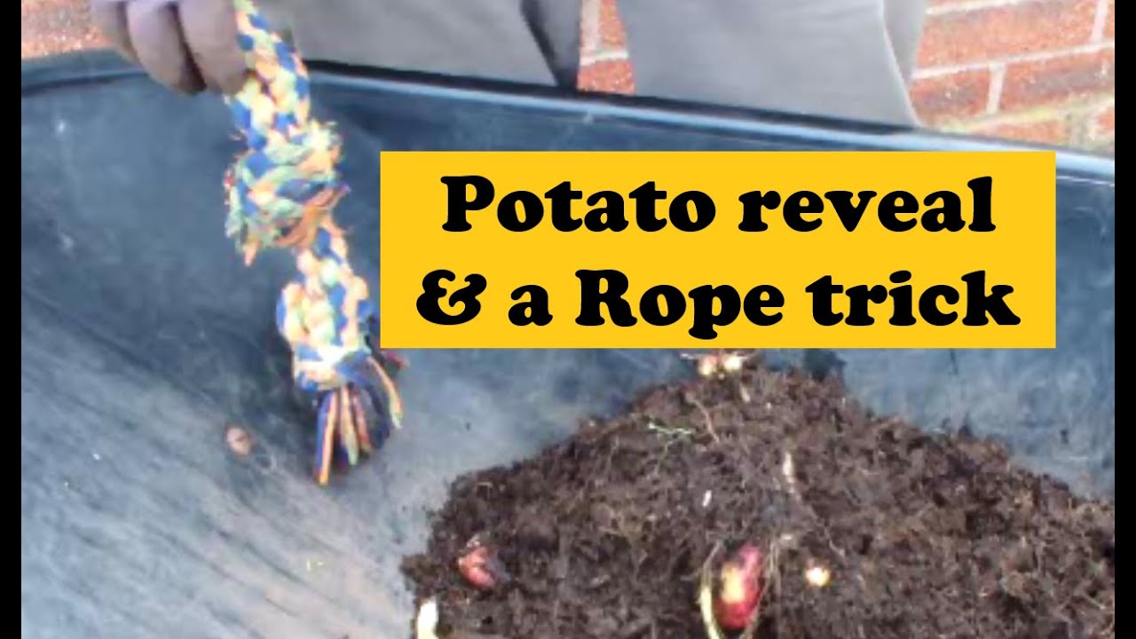 Grow Potatoes 'Nemo' in the bucket 'Meg' in the garden plus some ...