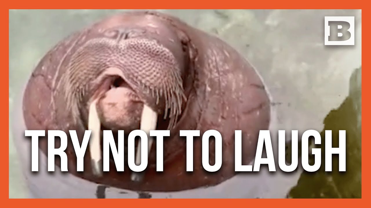 Breaking Wind and Hearts: Walrus Woos with Unique Mating Calls - YouTube