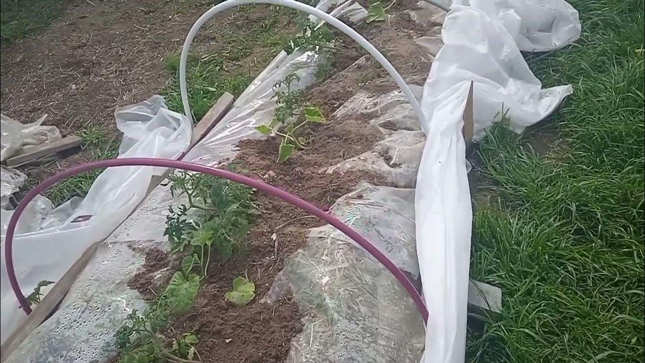 ЯРОСЛАВЛЬ ТЁПЛЫЕ ГРЯДКИ ДЫНИ ПОМИДОРЫ ПЕРЦЫ НА ГРЯДКАХ ТЕРМОС 19 мая ...