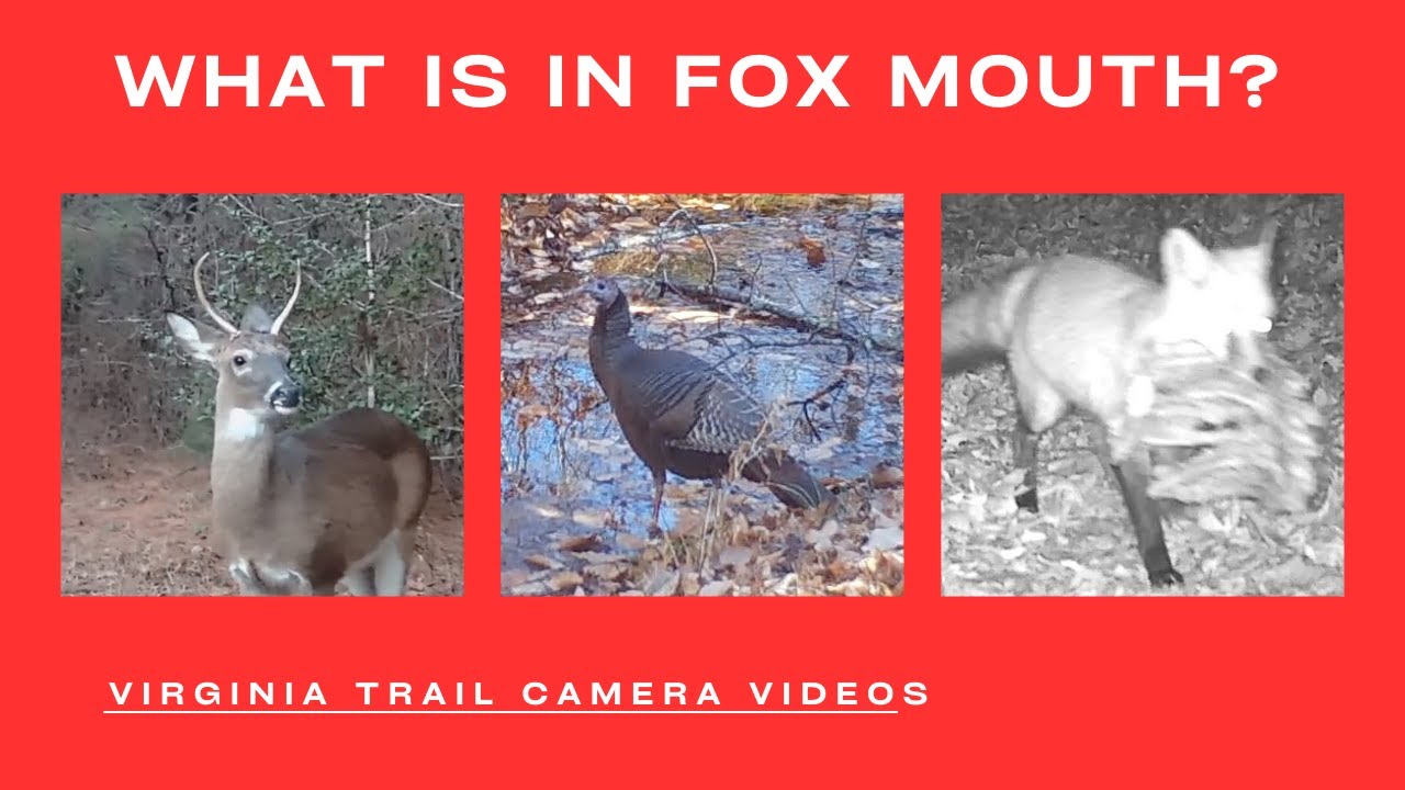 What Did The Fox Catch? Turkey At Creek. Lots Of Turkeys In Woods ...