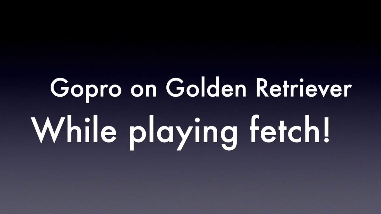 GoPro on Golden Retriever - YouTube