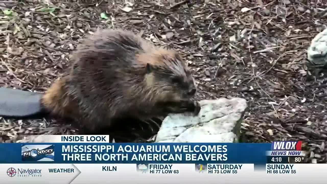 Mississippi Aquarium welcomes 3 North American Beavers: Elvis, BB ...