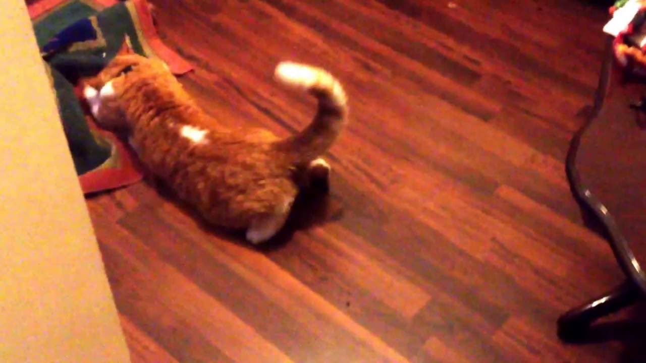 Cat Hyped - YouTube