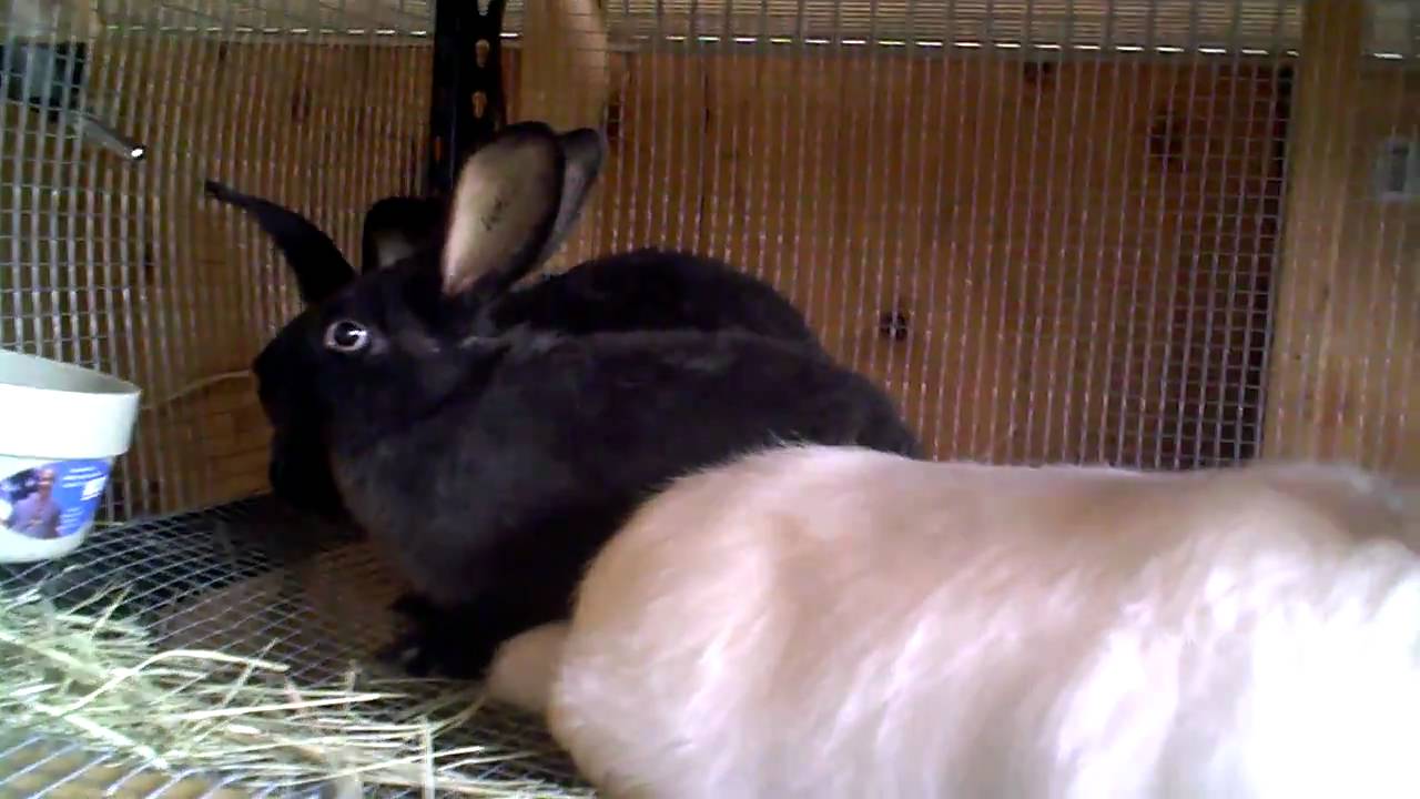 Pedigreed Black, Blue and White Flemish Giant Rabbit Babies for Sale ...