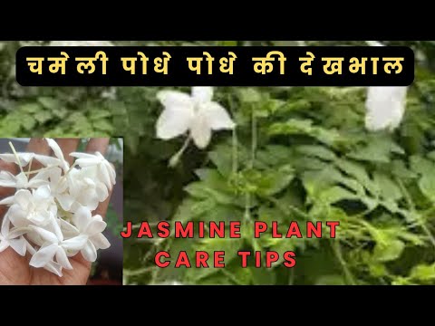 Chameli Plant Care Tips: How to Grow Healthy Jasmine at Home ! चमेली ...
