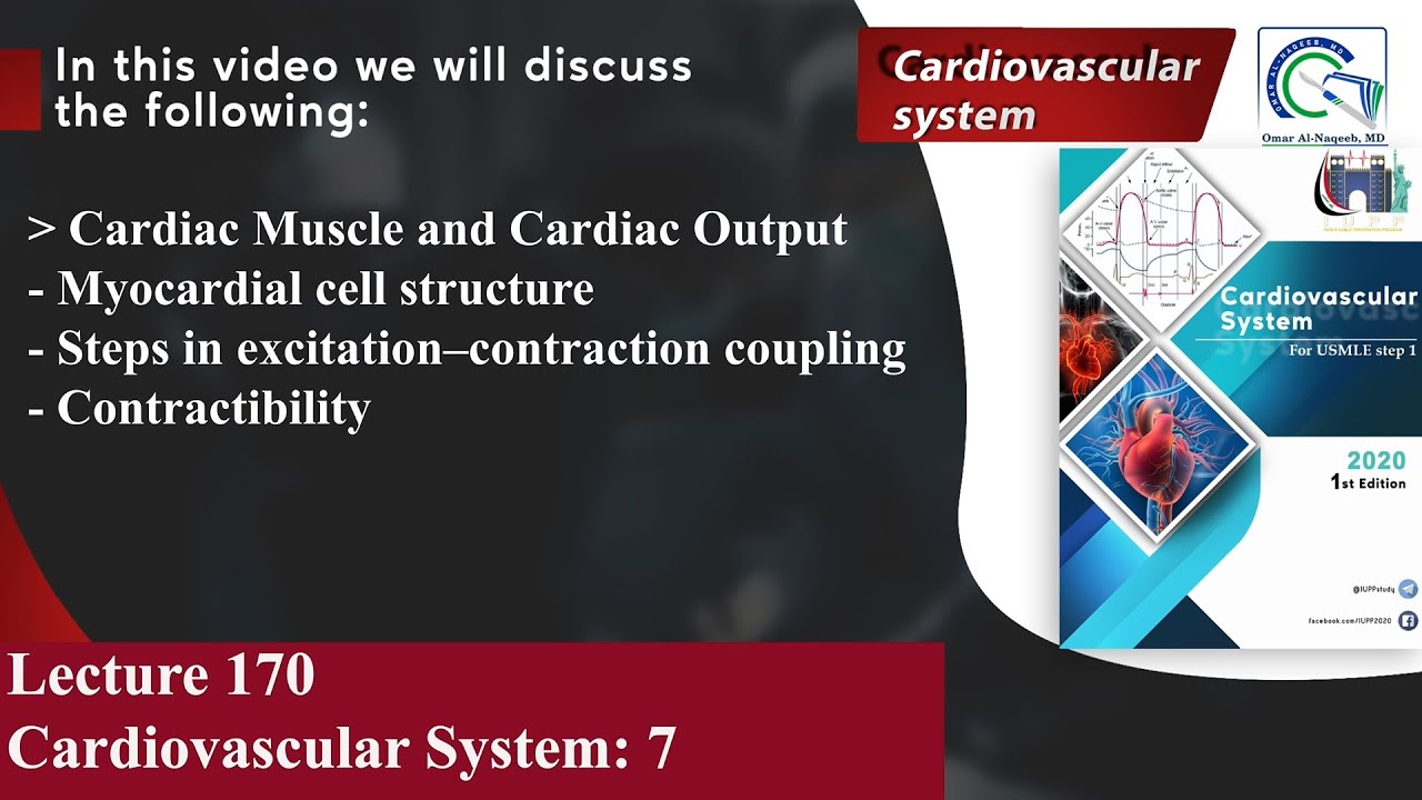 Myocardial cell structure | Steps in excitation–contraction coupling ...