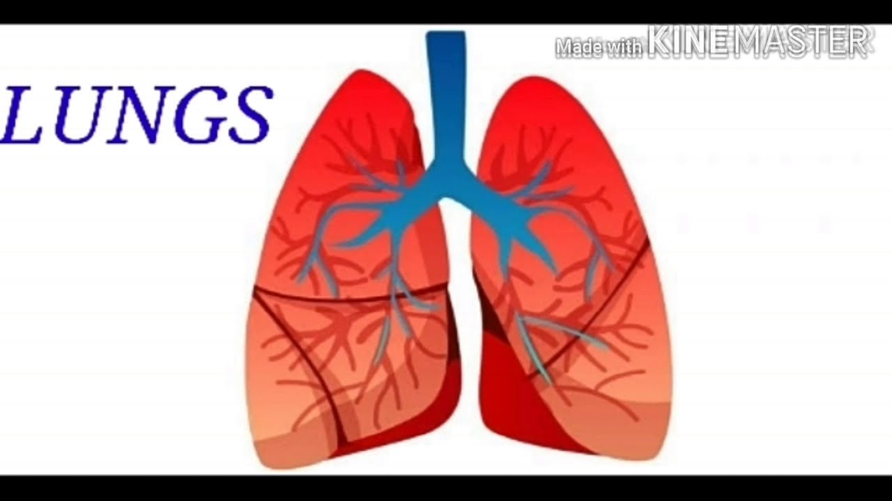 Class 5 Science Day 3 Lesson - Respiratory System - YouTube