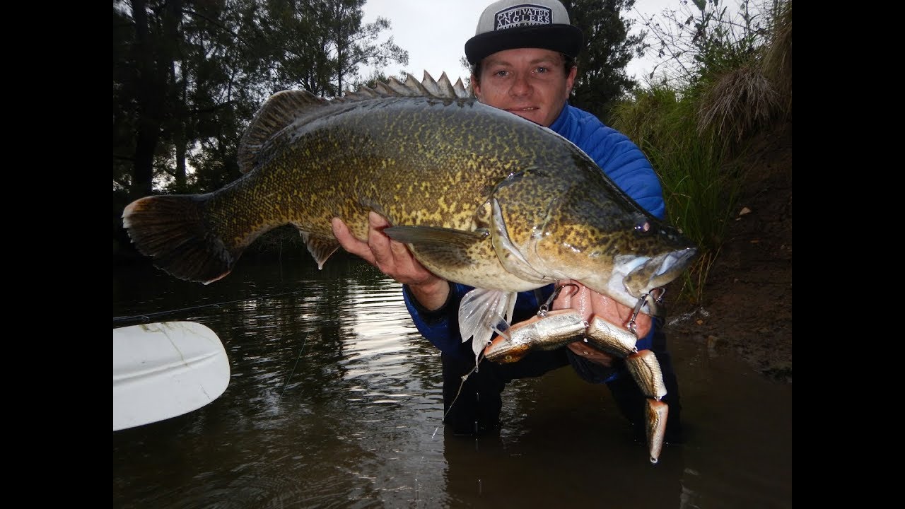 Murray Cod Season is Open Part 1: Surface Fishing - YouTube