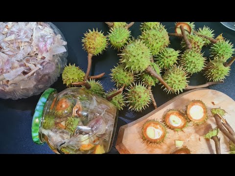 Tratament pentru Varice,Tromboze Boli reumatice și Ulcer Varicoz Cu castan.