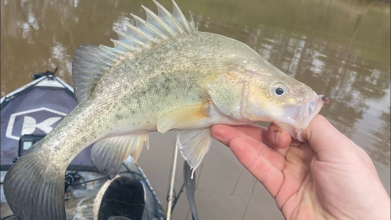 Vibe fishing for Winter Yellowbelly - YouTube