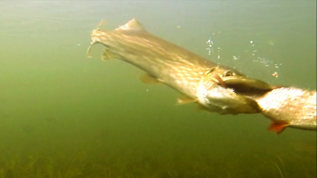 Fishing: best on youtube pike attacks on deadbaits underwater 2014 ...