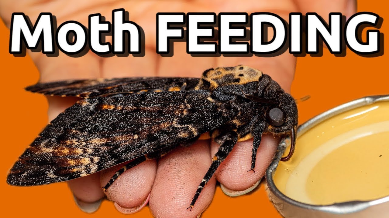 How I feed my Moth! EASY - YouTube