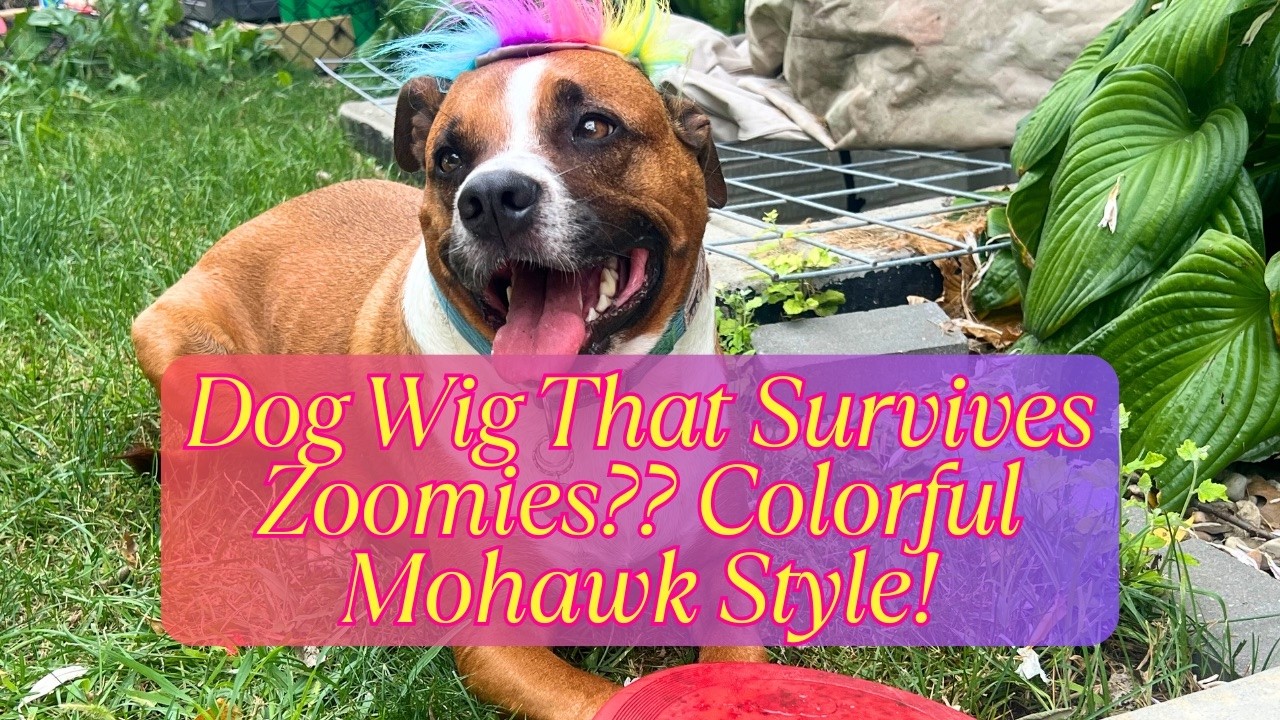 Colorful Mohawk Wig for Dogs – My Pup Put It to the Test! - YouTube