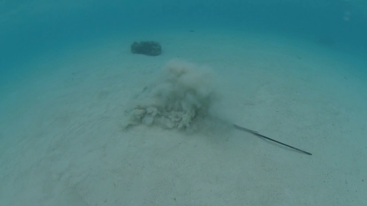 Stingray hiding itself in the sand while snorkeling in Moorea - YouTube