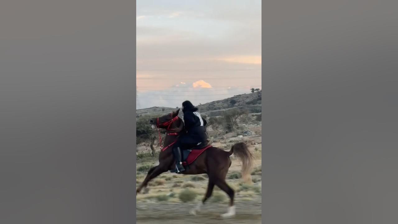 جوهم فخم من الاخر خيالة #السعودية #كلمه #خيل #العيدابي #لايك #خيالة # ...