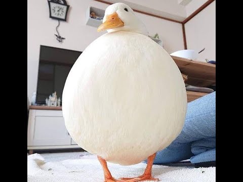 fluffing a duck - YouTube