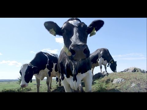 How do Dairy Farmers Treat their Animals?