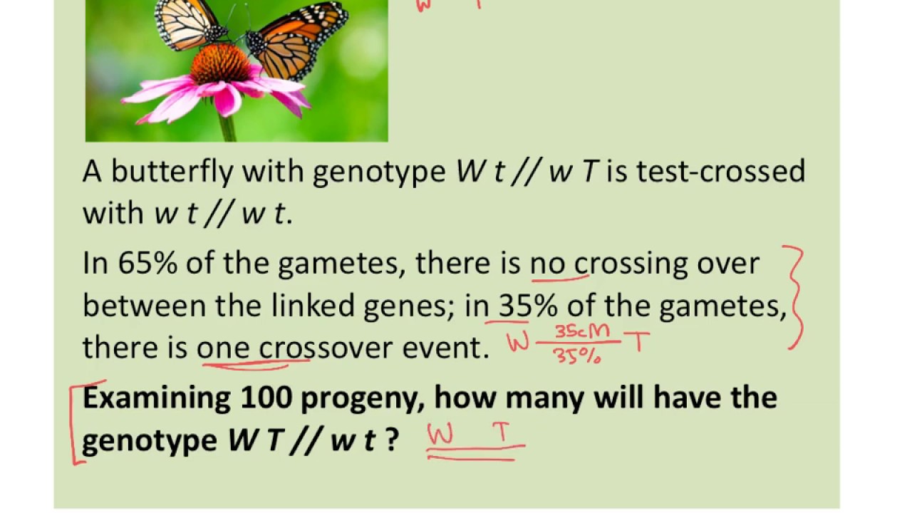 BIOL183: Gene Linkage Problems 2 - YouTube