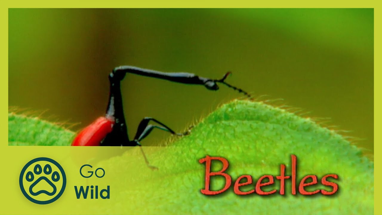 Beetles - The Whole Story 6/13 - Go Wild - YouTube