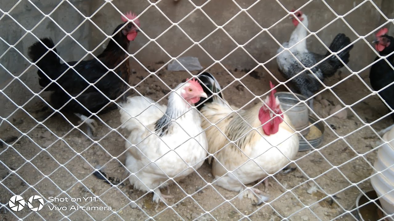 Mini Poultry Farm on the roof of my mom's House || Mini Vlog || By ...
