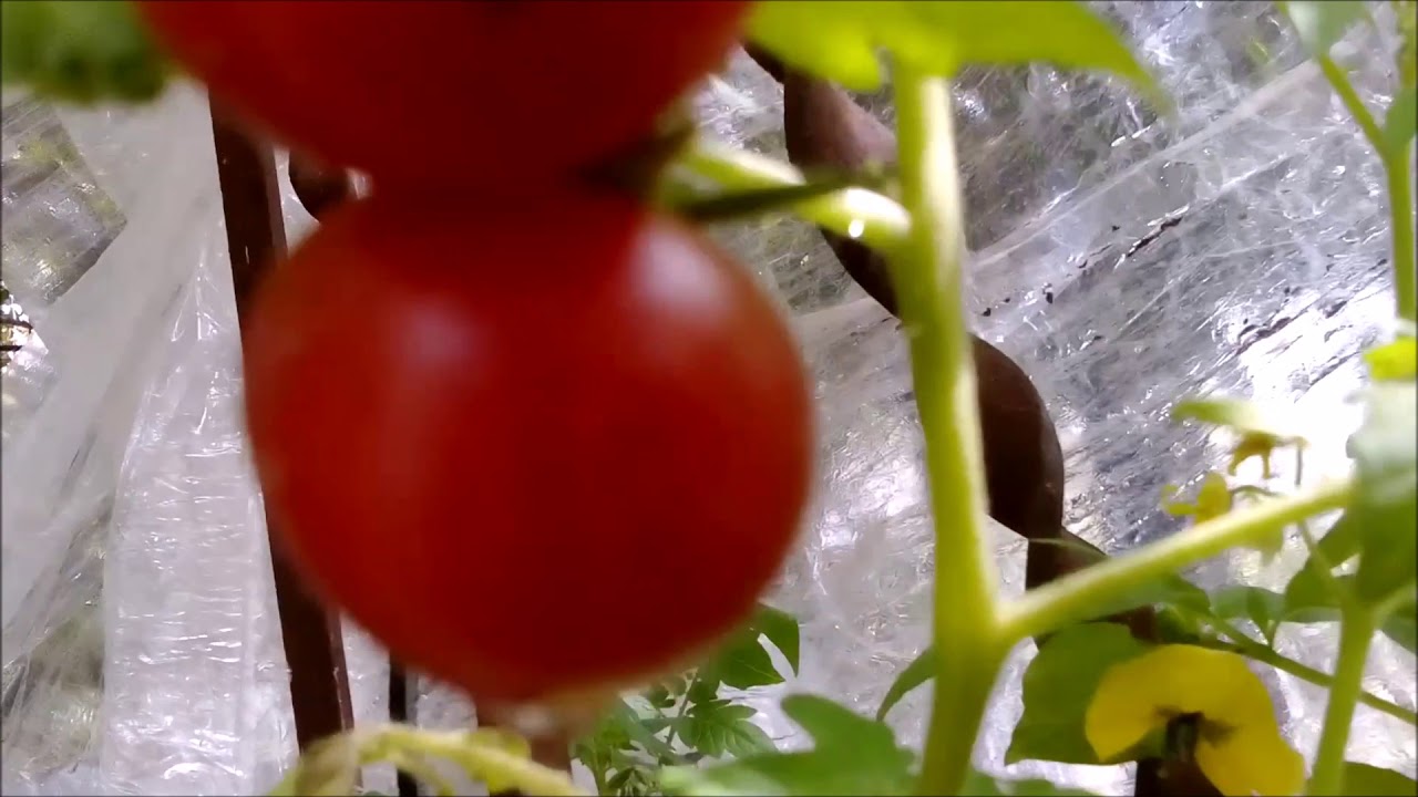 Jitomate Cherry 100% orgánico (Cultivado en clima frió) - YouTube