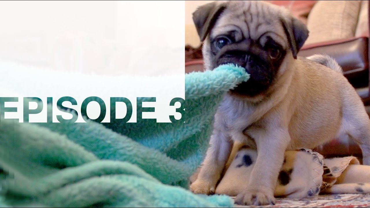 Captain The Puggy - Episode 3 - Pug Puppy Fun - YouTube