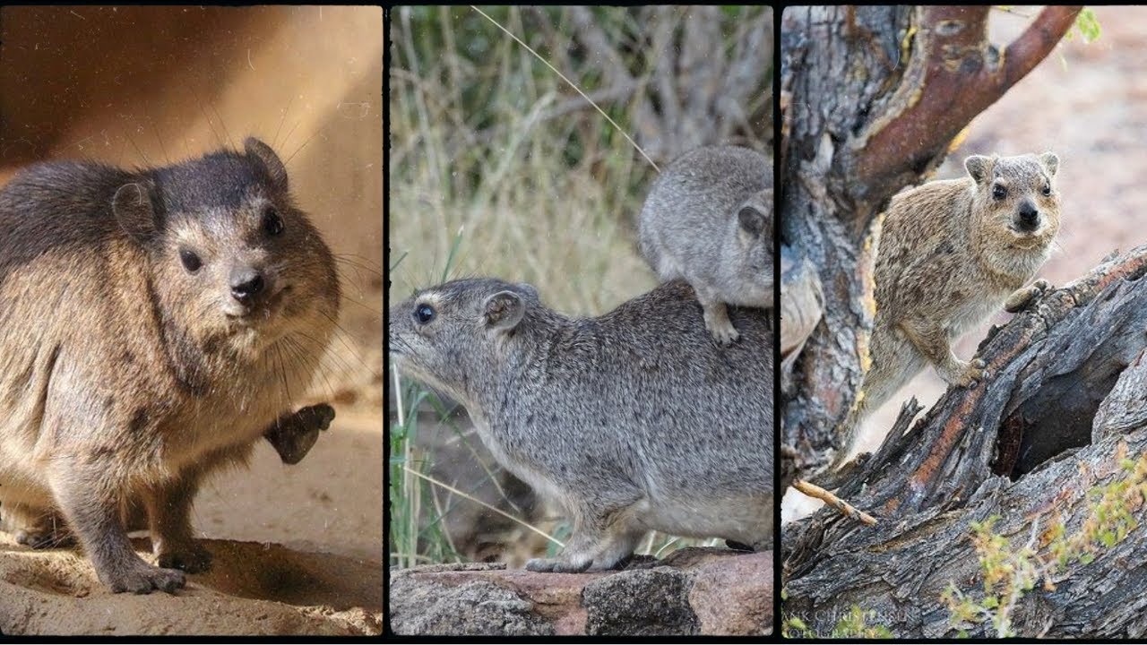 Introduction to Hyrax | An Overview of Hyrax Unique Features | Htrax ...