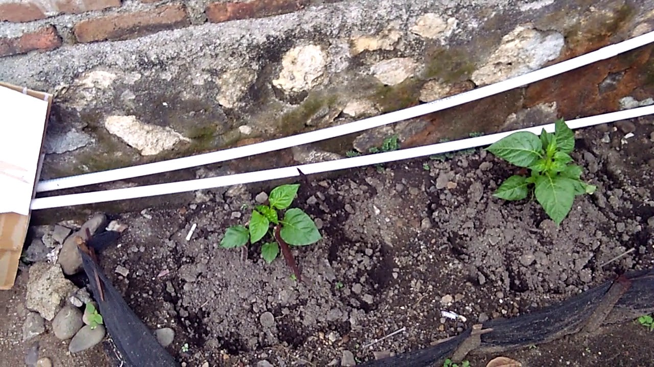 Bercocok tanam sayuran di halaman yang sekaligus bisa menjadi taman ...