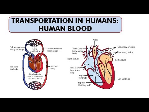 Human Circulatory system - Organs, Diagram and Its Functions ...