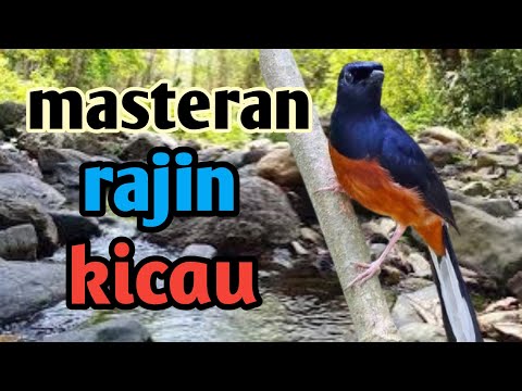 Murai Batu - Melody of the Forest | Harmoni Hutan