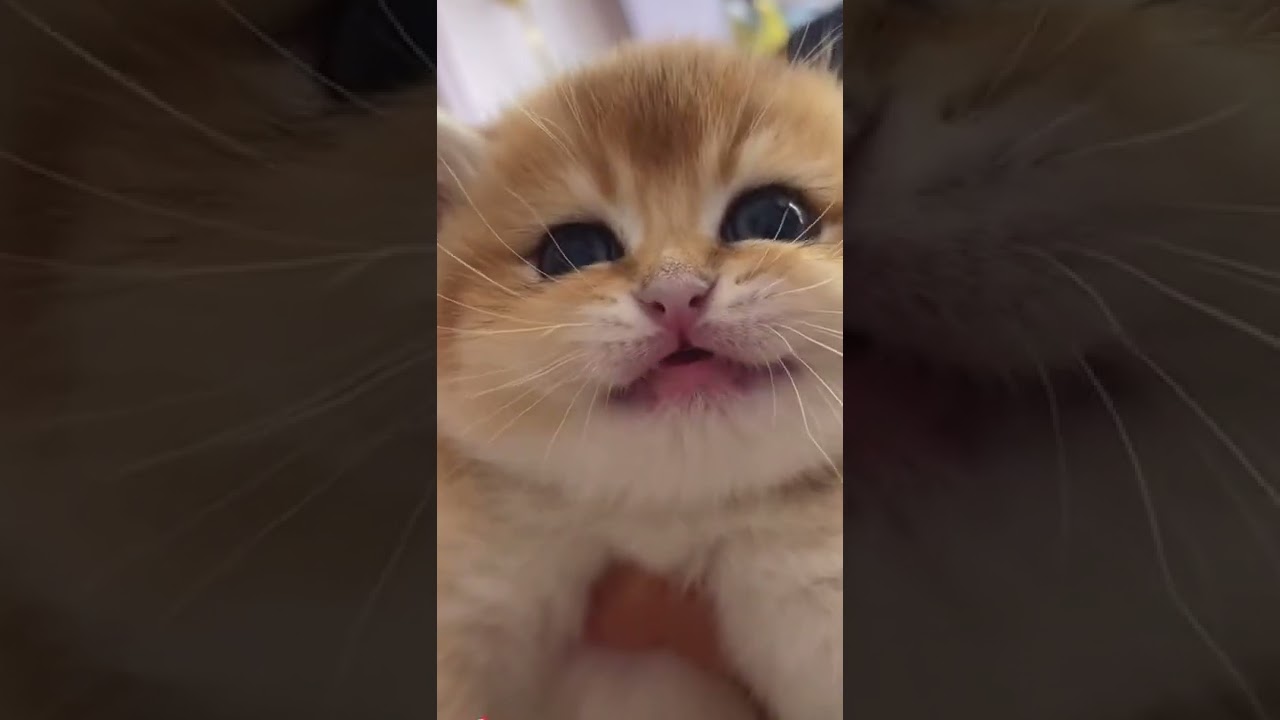 Little kittens meowing and talking - Cute cat video 4 - YouTube
