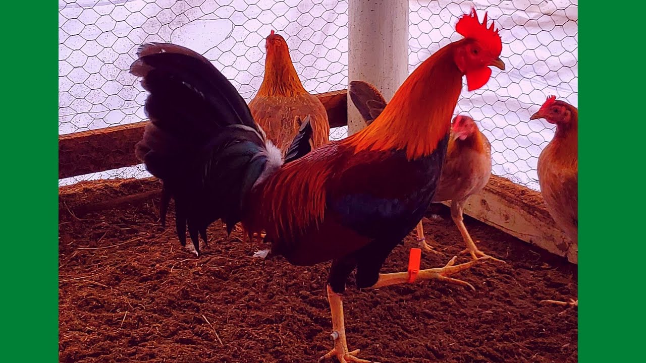 Yellow Legged Hatch, Sweater, Kelso at Albany | Tips sa pagbreed - YouTube