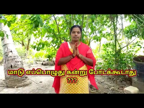 மாடு எப்பொழுது கன்று போடக்கூடாது???