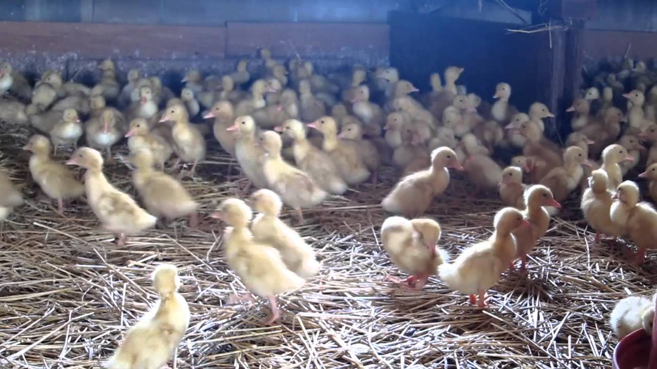 Three-day-old ducks at Massey's Duck Farm - YouTube
