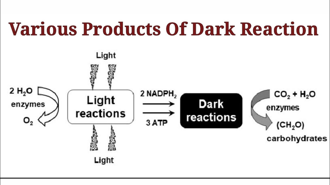 Various Products Of Dark Reaction Of Photosynthesis | Lec. 24 | Plant ...