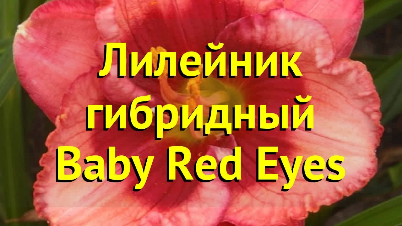 Лилейник гибридный Бэби Ред Айз. Краткий обзор, описание характеристик ...