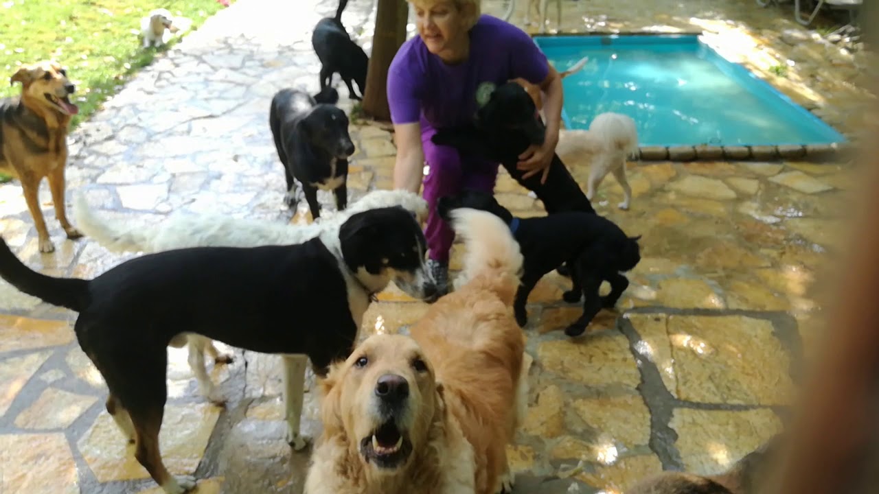 Πανσιον σκυλων I love dogs Βόρεια Προάστια - YouTube
