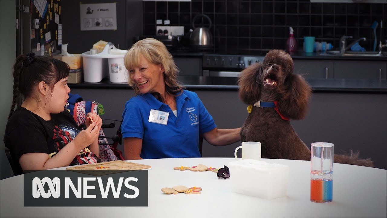 “Dogs don’t judge”: How Jody Morrish is using poodle power to help ...