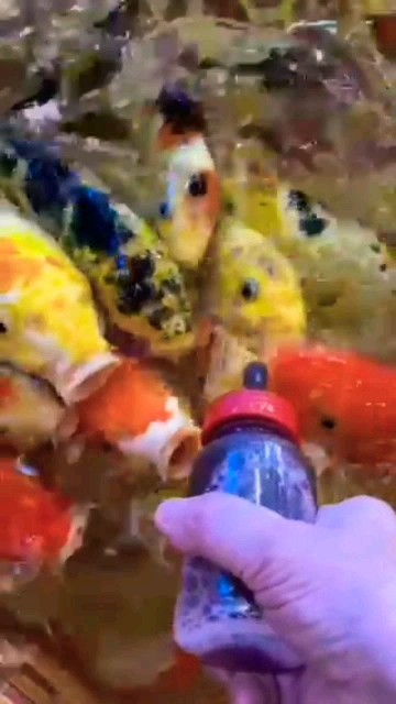 Feeding fish #fich #food #shorts - YouTube