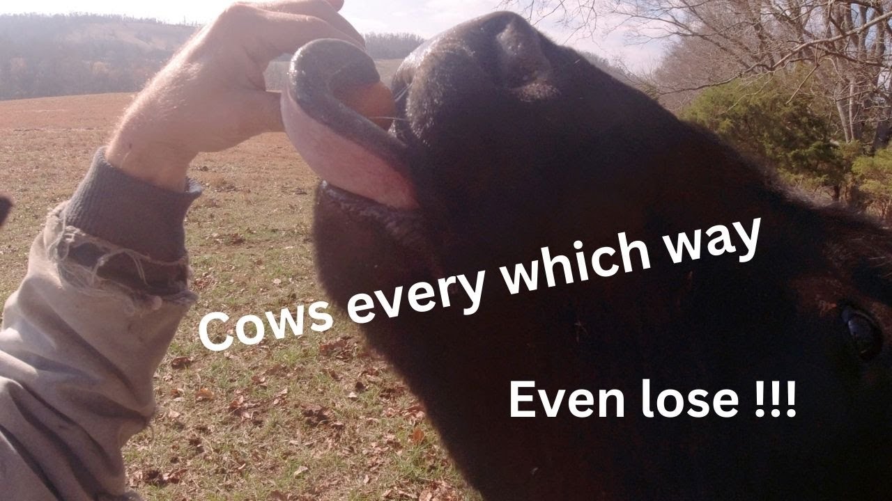 The Adventures of Dave and RC #66 Cows every which way!! - YouTube