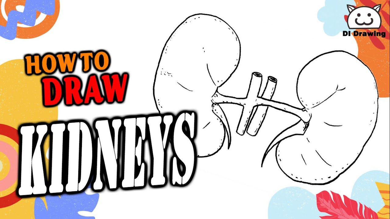 How to Draw Kidneys - YouTube